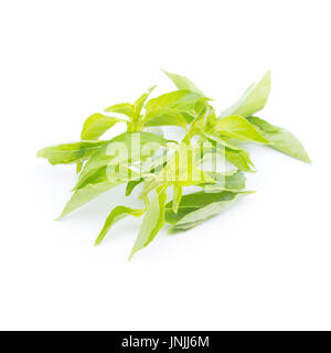 Hairy Basil or Ocinum canum isolated on white background (Spices in ...