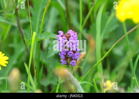 Wild orchids in a field, Wales uk Stock Photo - Alamy