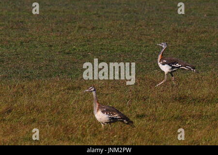 Denham's bustard Neotis denhami, pair in full display courtship, Mole ...