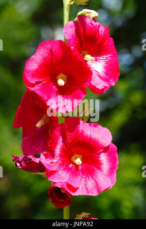 Blossoming Red Common Hollyhock Flowers Stock Photo - Alamy
