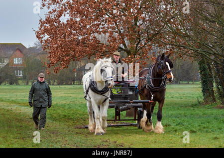 Shire Horses Harrowing Stock Photo - Alamy