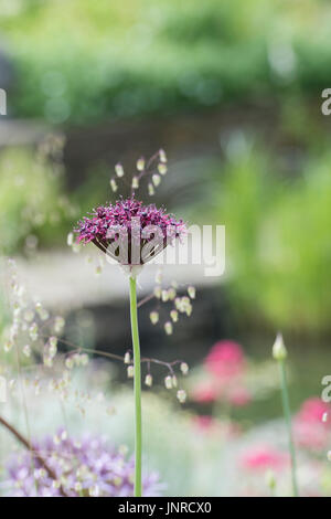 allium atropurpureum,purple flowers,alliums,ornamental onion,flower ...