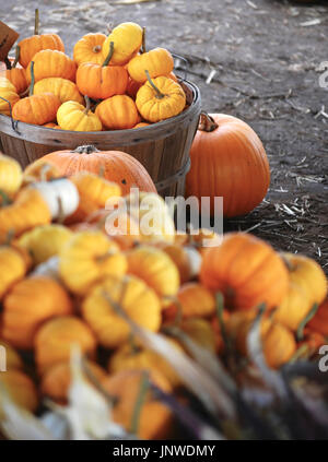 Miniature pumpkins at the pumpkin patch Stock Photo - Alamy
