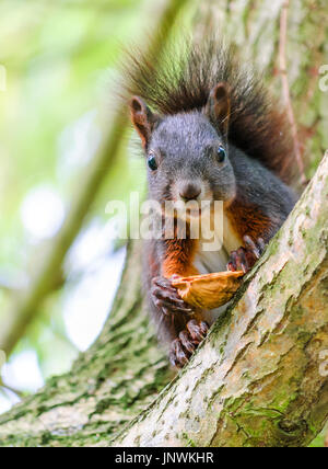 Squirrel finding food in a park - DALLAS, UNITED STATES Stock Photo - Alamy