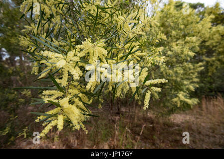 The official floral emblem of Australia is the Golden Wattle shown here ...