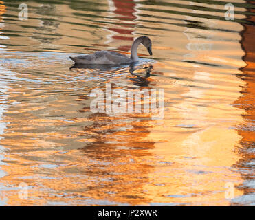 Severn sunset reflections Stock Photo - Alamy
