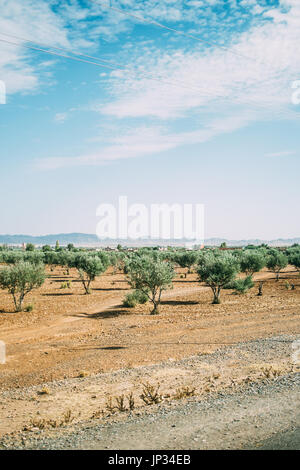 Olive trees plantation in Morocco Stock Photo - Alamy