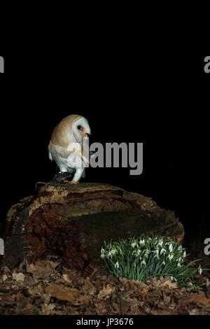 Barn Owl, tyto alba,catching prey in a meadow Stock Photo - Alamy