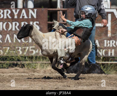 Young children riding sheep in a Mutton Busting even at the Scott ...