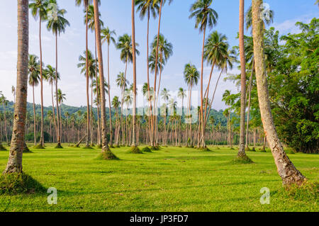 Manicured lawn and rows of coconut palm trees, Espiritu Santo, Vanuatu ...