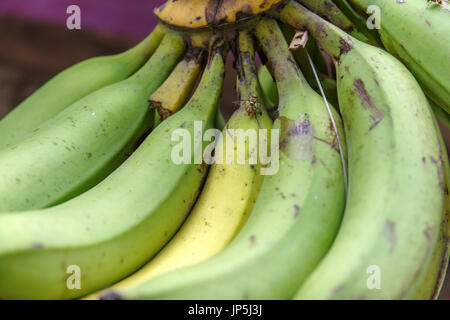 nature green banana at countryside , Philippines Stock Photo - Alamy