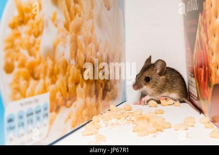 A mouse foraging in a kitchen cupboard (studio shot Stock Photo - Alamy