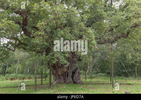 A huge ancient (1000 years old) ginkgo tree in South Korea. Known ...