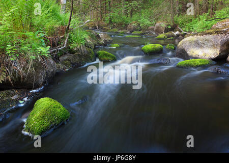 Small stream in mixed forest Stock Photo - Alamy