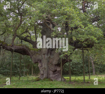 A large oak tree with large, oddly shaped branches in autumn Stock ...
