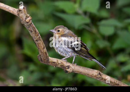 Juvenile chaffinch, (Fringilla coelebs), perched on a twig in woodland ...