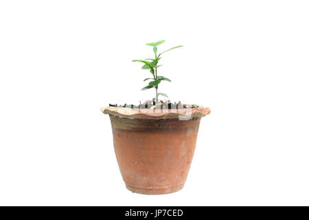 Sprouts orange in pot Stock Photo - Alamy