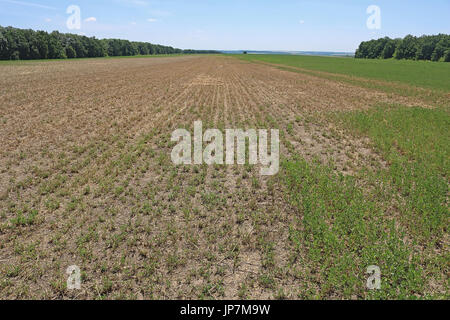 Field rests in summer. Fallow land Stock Photo - Alamy