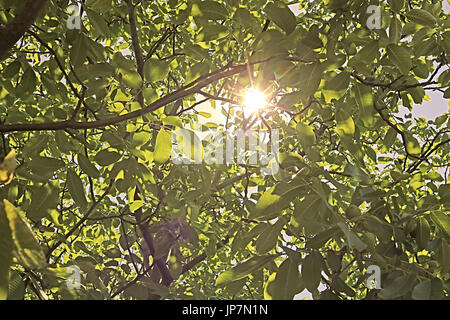 Sun through nut foliage in the summer Stock Photo - Alamy