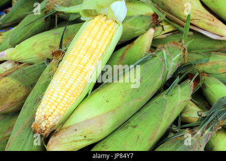 group corn husks background Stock Photo - Alamy