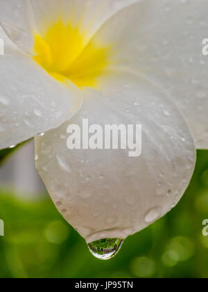 Raindrop on Flower Stock Photo - Alamy