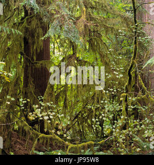 Rain forest, Washington Stock Photo - Alamy
