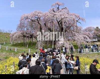 The "Miharu Takizakura" (waterfall cherry tree) in full bloom is lit up ...