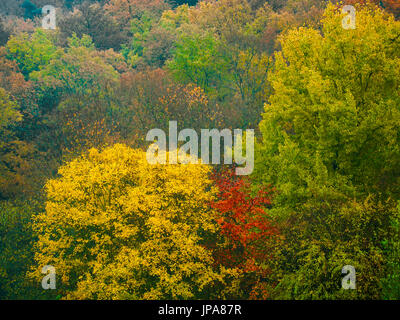 Woods in autumn Stock Photo - Alamy