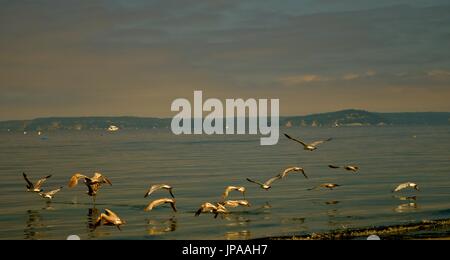 Seagulls frolic along the shoreline of Puget Sound of the Pacific ...