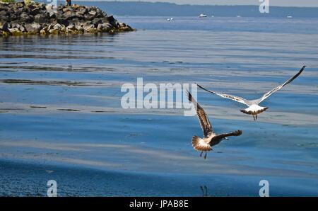 Seagulls frolic along the shoreline of Puget Sound of the Pacific ...
