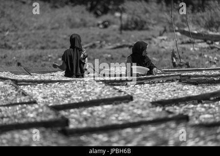 Asian woman at work drying shrimps, Kampung Rinca, Indonesia, Flores ...