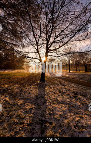 Tree at sunset, Lombardy district, Bergamo province, Italy, Europe ...