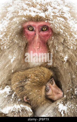 Snow monkeys of Jogokudani valley, Nakano, Nagano prefecture, Japan ...