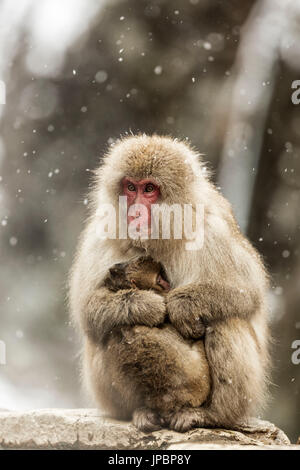 Snow monkeys of Jogokudani valley, Nakano, Nagano prefecture, Japan ...