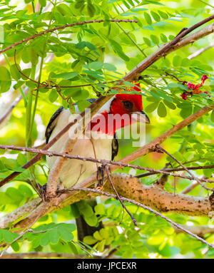 Red Crested Cardinal in Bushes-Brazil Stock Photo - Alamy
