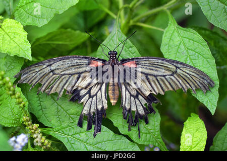 Scarlet Swallowtail Butterfly Papilio rumanzovia Asia Stock Photo - Alamy