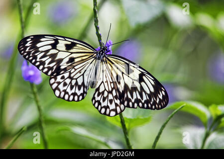 Large tree nymph (Idea leuconoe) Feeding on Flowers Stock Photo - Alamy