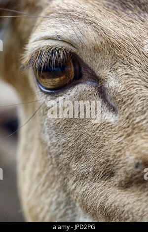 Fallow deer, eye Stock Photo - Alamy