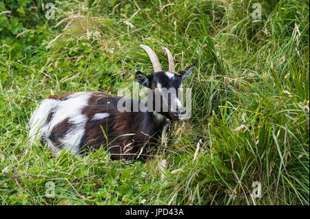 Wild Galloway goat lying down on a summer day Stock Photo - Alamy