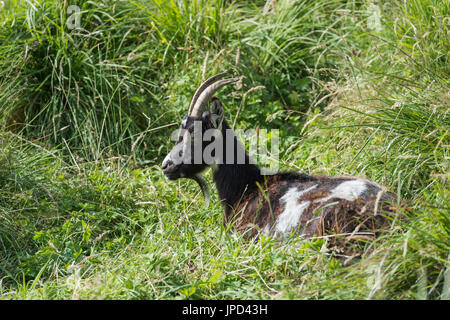 Wild Galloway goat lying down on a summer day Stock Photo - Alamy