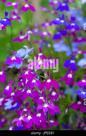 Summer flowering annual, Lobelia erinus 'Cambridge Blue' grown in Stock ...