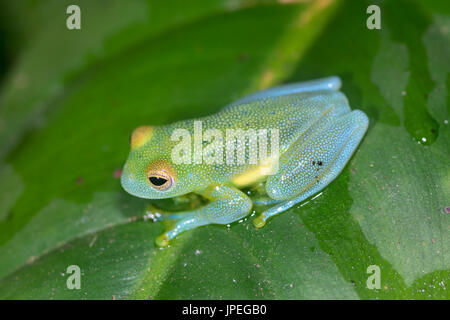 Granular Glass Frog, “Cochranella granulosa”-Costa Rica Stock Photo - Alamy