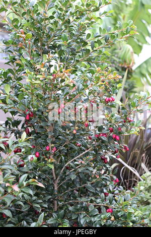 Pink fruits of lilly pilly syzygium luehmannii or riberry hanging ...