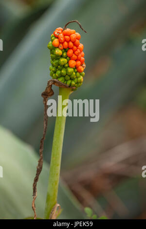 Flora of Gran Canaria - Dracunculus canariensis, endemic to the Canary ...