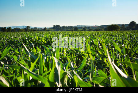 Corn Plantation Farm on Spring Sunny Day Next a Highway in Brazil ...