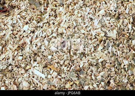 Wet corn maize silage milled as animal feed. Waste from the end of corn ...