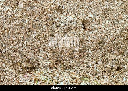 Wet corn maize silage milled as animal feed. Waste from the end of corn ...