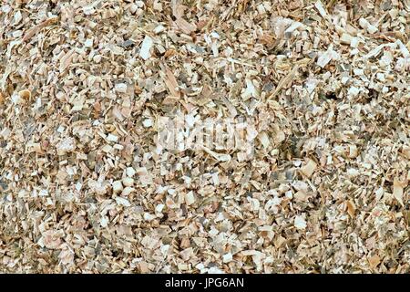 Wet corn maize silage milled as animal feed. Waste from the end of corn ...