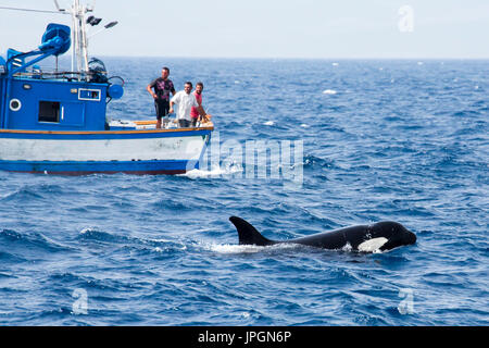 Orca, or killer whale (Orcinus orca) feeding near the boats of Moroccan ...