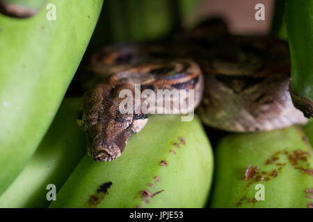 young boa constrictor resting on a bunch of green bananas I had just ...